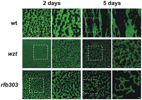 Biofilm Formation Gfp Labeled Xac Strains Were Grown On Chambered Download Scientific Diagram