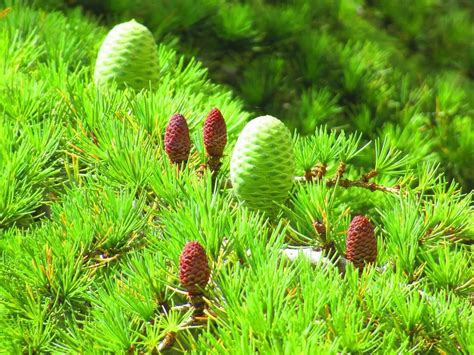 Plant Faqs Cedrus Libani Cedar Of Lebanon