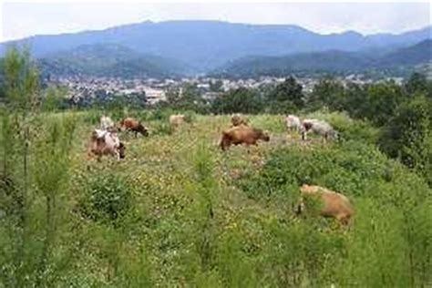 Доклад на Wwf отчита субсидираната паша в България като пример за неблагоприятна за природата