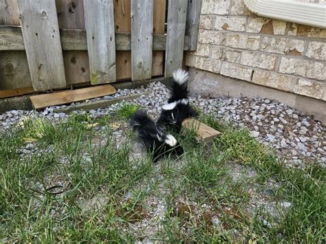 What Does Skunk Smell Like A Knowledgeable Explanation