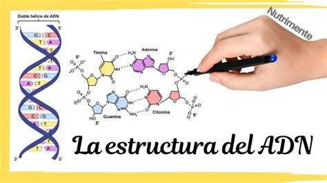 Estructura Del Adn Adn Estructura Molecular
