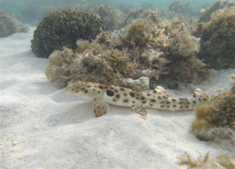 Hiding In The Reefs Protects Epaulette Sharks From Co2 Asian