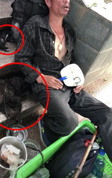 幾隻流浪狗被拾荒者收養卻從未挨餓，真被這位好心人感動到 每日頭條