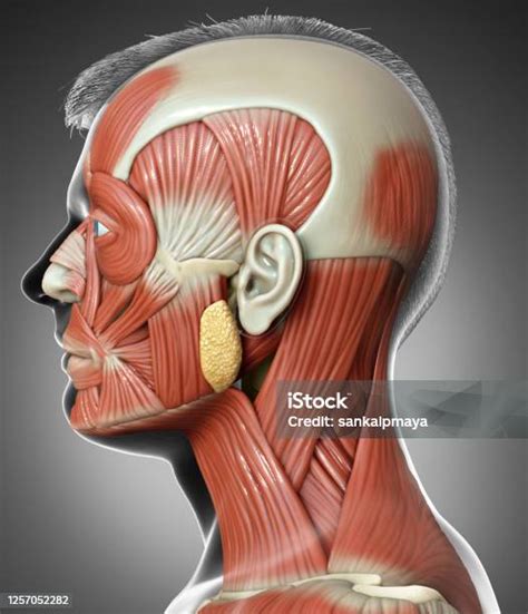 교육을 위한 남성 머리 해부학의 3d 렌더링 의학 그림 3차원 형태에 대한 스톡 사진 및 기타 이미지 3차원 형태 건강관리와 의술 과학 Istock