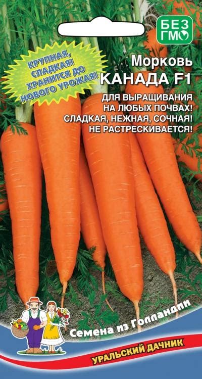Сорт моркови Канада F1: описание и характеристики, сроки созревания ...
