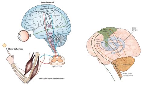 Lecture 7 Motor Control