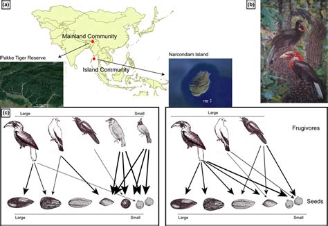 Schematic Illustrating Mainland And Island Plant And Seed Dispersal