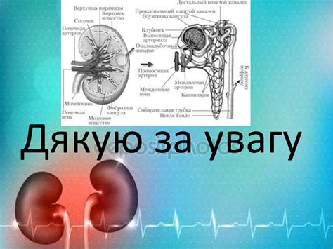 Зовнішня будова нирки презентация онлайн
