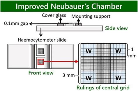 wbc method