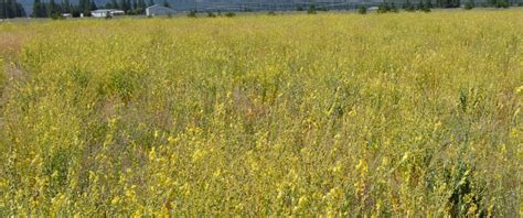 Dalmation Toadflax The Idaho Weed Awareness Campaign
