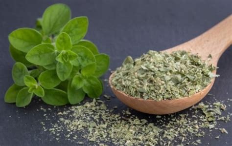 Greek Oregano Vs Oregano What S The Difference