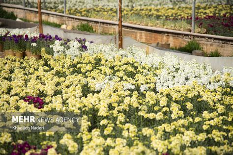 همشهری آنلاین تصاویر نرم نرمک میرسد اینک بهار؛ گل شب بو پیام آوار