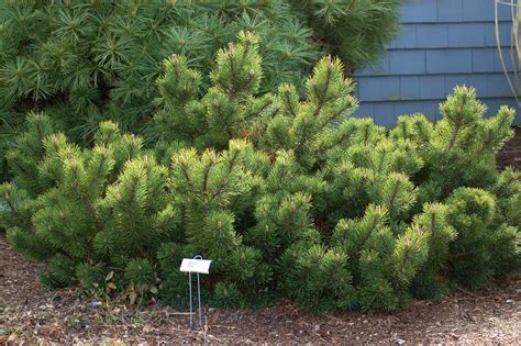 Mugo Pine Dwarf Varieties At Sandra Rosson Blog