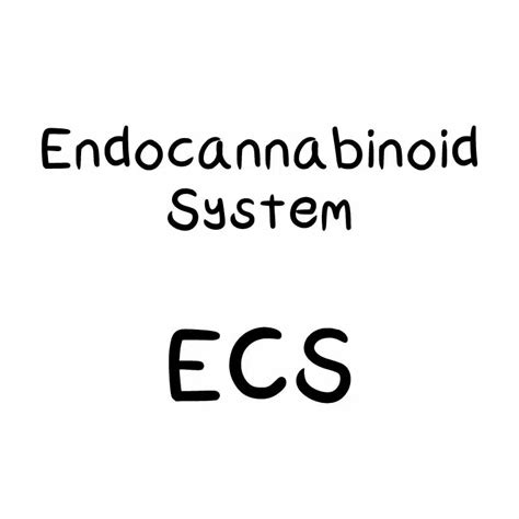 What Is The Endocannabinoid System