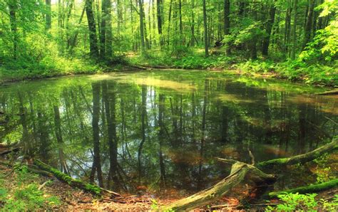 Free Images Swamp Wilderness Book Trail Leaf Pond Stream Green Jungle Trees