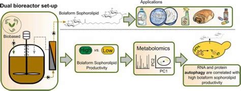 综合代谢组学揭示槐糖脂生物合成与自噬之间的相关性 New Biotechnology X MOL