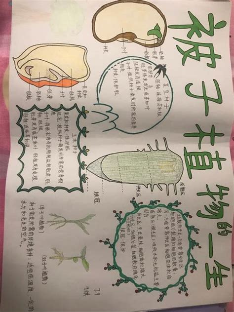 生物被子植物的一生手抄报 植物手抄报 普车都