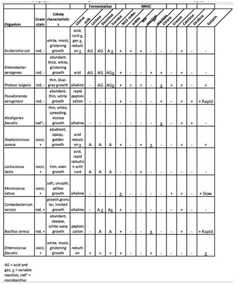 Solved Create A Dichotomous Key Using The Chart Below For The Organism Enterococcus Faecalis