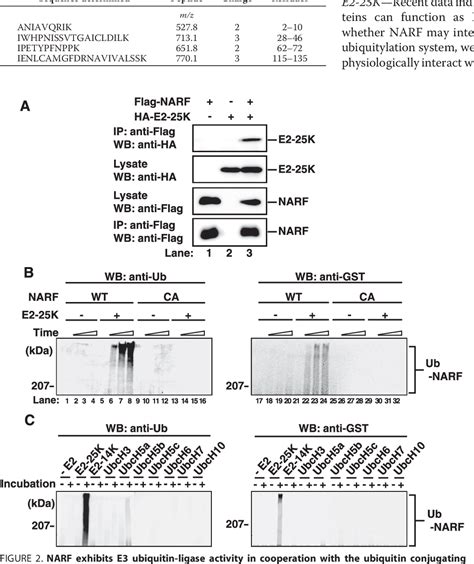 Figure 2 From Narf An Nemo Like Kinase Nlk Associated Ring Finger Protein Regulates The