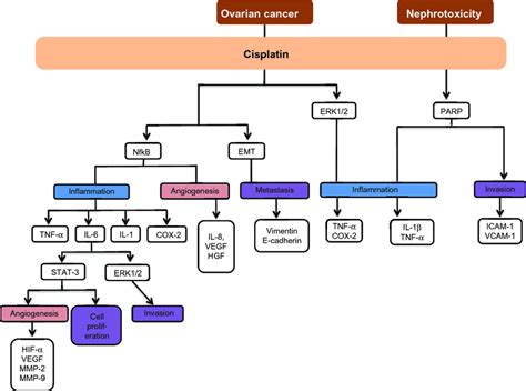 Cisplatin Induced Inflammation Is Mediated Through Multiple Effectors Download Scientific