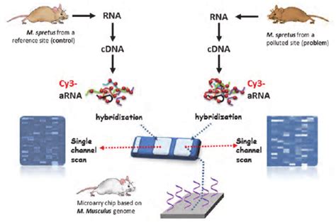 Workflow For One Color Heterologous Microarray Experiments RNA Is Download Scientific Diagram