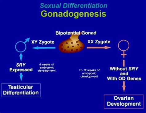 Growth And Sexual Development Flashcards Quizlet