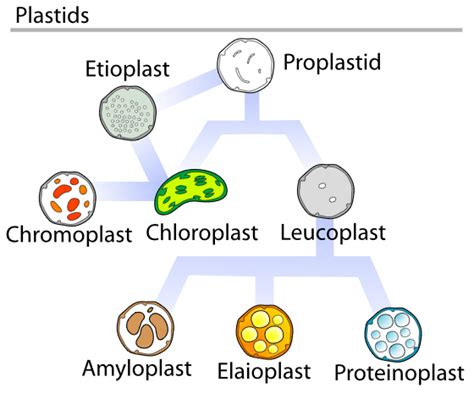 Chromoplast Structure