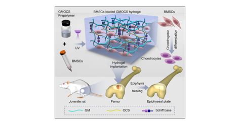 Biodegradable Dual Cross Linked Hydrogels With Stem Cell Differentiation Regulatory Properties