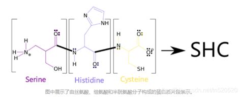 阅读笔记 Tape Nips2019tape蛋白质序列荧光性数据集说明 Csdn博客