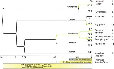 Timescale Of Neutrality Tests Hominidae Phylogeny With The Approximate Download Scientific