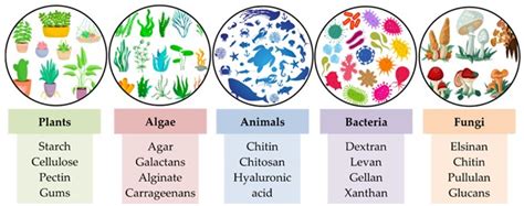 What Are Polysaccharides And Their Biological Activities Boc Sciences