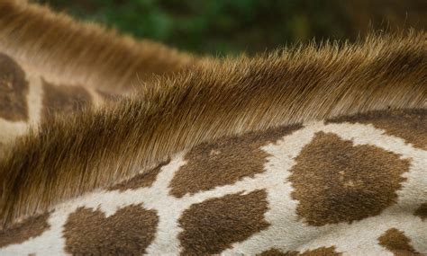 Free Images Sand Wildlife Fur Pattern Mammal Mane Fauna Close