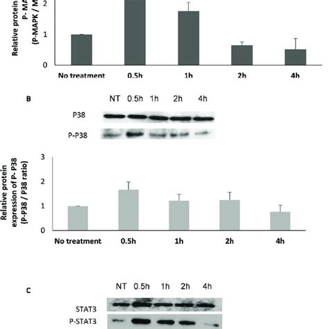 Both Jak Stat And Mapk Pathways Are Activated In Il 6 Treated Hscs Download Scientific Diagram