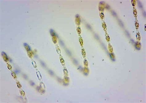 Hemiaulus Hauckii · Naturalista Colombia