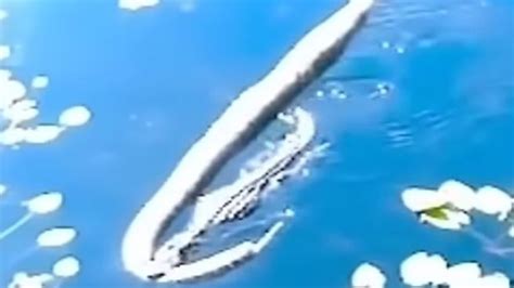 The Moment When The Alligator Godzilla Drags The Giant Python Video