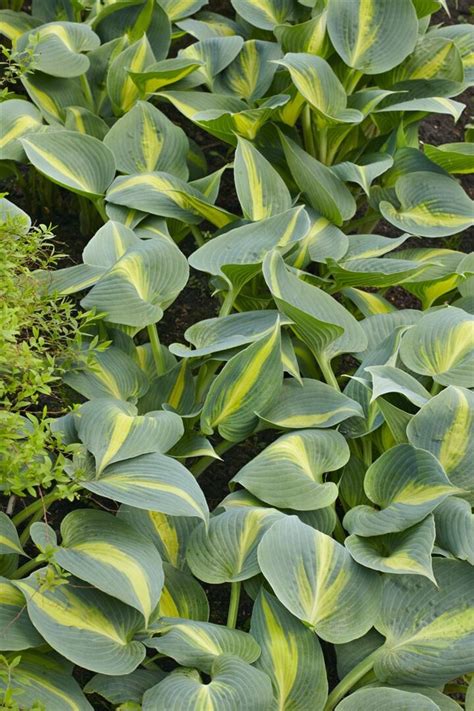 Hosta Catherine Funkie Garten Herzblattlilie