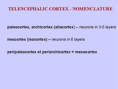 Telencephalic Cortex Nomenclature Paleocortex Archicortex Allocortex