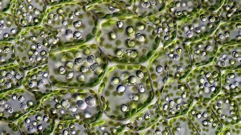 What Do Plants Look Like Under A Microscope
