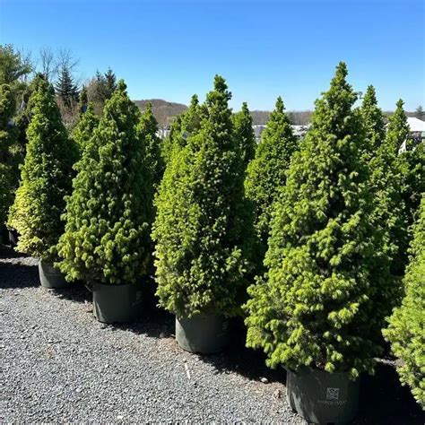 Stop Paying For Hedge Trimming—plants That Shape Themselves Perfectly