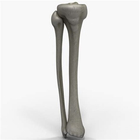 D Model Fibula Tibia Bone