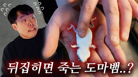뒤집으면 죽는다는 도마뱀을 실수로 뒤집었습니다 Youtube