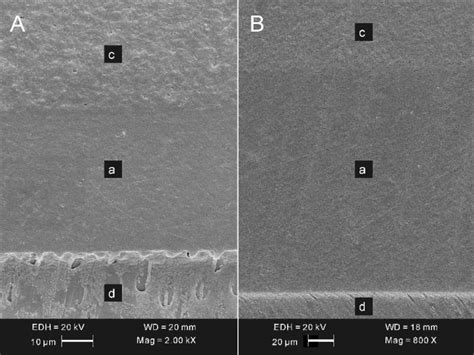 Adhesive Interface Of The Groups A G4 Conventional Application Of Download Scientific