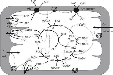 Schematic Representation Of The Mitochondrial Energetics Model