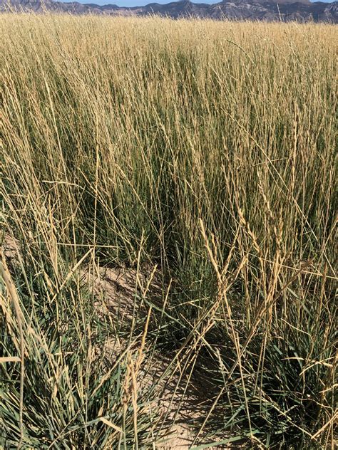 Tall Wheatgrass Great Basin Seeds Alkali Tolerant Pasture Grasses