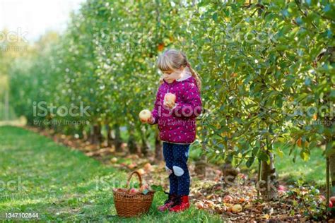 유기 과수원에 붉은 사과의 바구니와 화려한 옷을 입고 작은 유치원 소녀 행복한 유아 아이는 나무에서 건강한 과일을 따기와 재미를 작은 도우미와 농부 시간을 수확하십시오 4