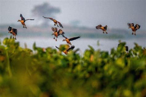 Deepor Beel Records Over 26 000 Birds Of 97 Species