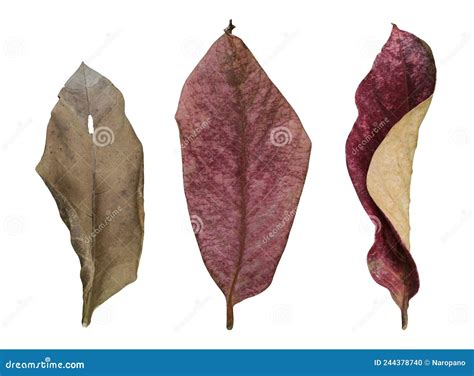 Dry Leaf Dead In Winter Isolated On White Background Clipping Path