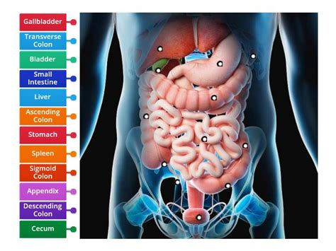 Abdominal Organs Labelled Diagram