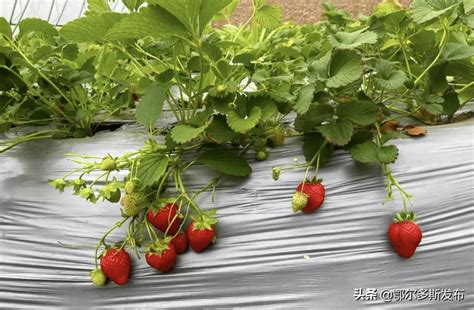 新春走基层丨大棚里种出莓好生活 大棚 基层 生活