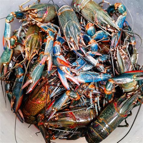 ขาย รับซื้อกุ้งก้ามแดง ฉะเชิงเทราและจังหวัดใกล้เคียง ช้างส้มต้นใหญ่ราคา600 ติดต่อที่เบอร์